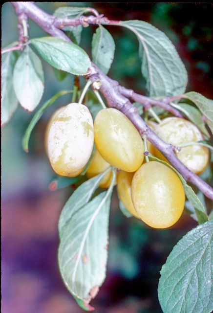 Gisborne Plum - Wikipedia, la enciclopedia libre