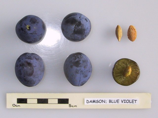 Damson Blue Violet - Wikipedia, la enciclopedia libre