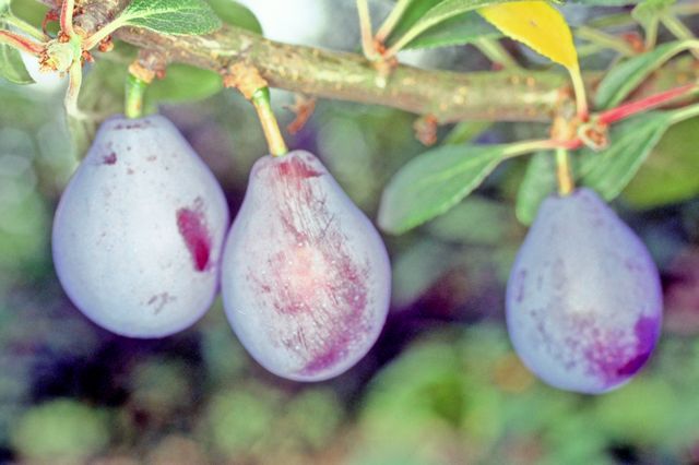Damson Blue Violet - Wikipedia, la enciclopedia libre