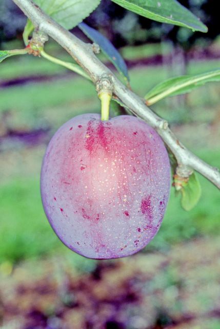 Winter Red - Wikipedia, la enciclopedia libre