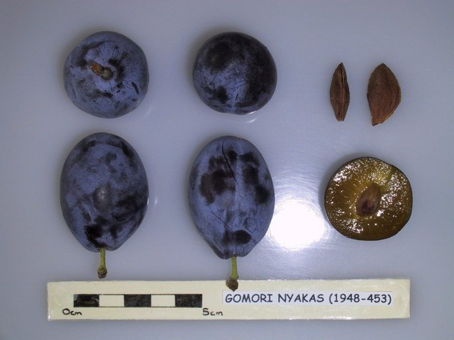 Gomori Nyakas - Wikiwand