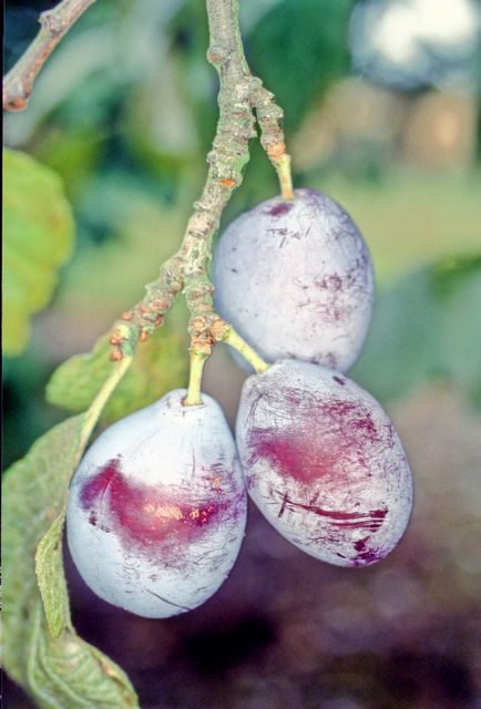 Gomori Nyakas - Wikipedia, la enciclopedia libre