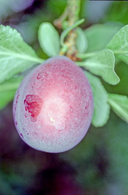 Beregi Voros - Wikipedia, la enciclopedia libre