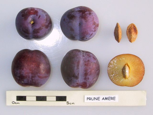 Prune Amere - Wikipedia, la enciclopedia libre