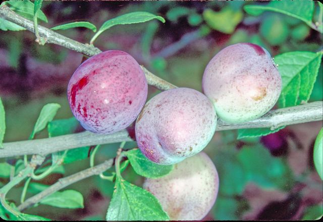 Prune Amere - Wikipedia, la enciclopedia libre