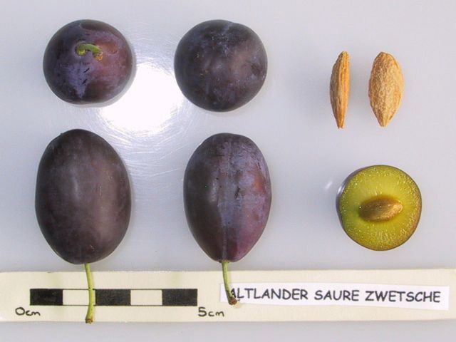 Altlander Saure Zwetsche - Wikiwand