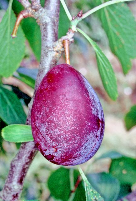 Red Magnum Bonum - Wikipedia, la enciclopedia libre