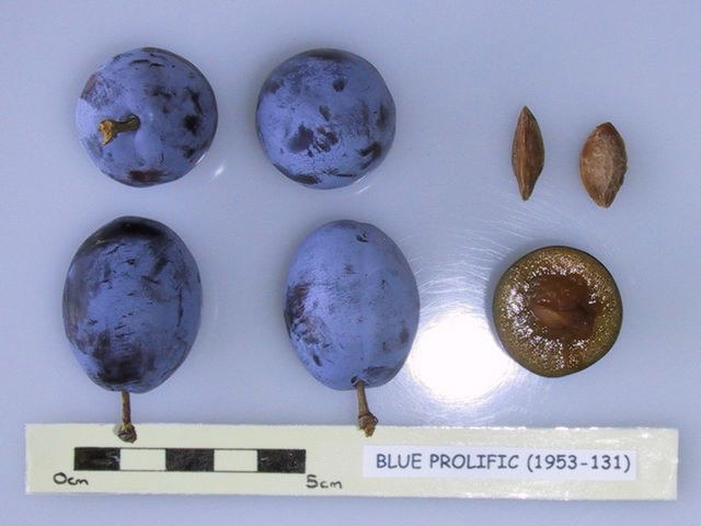 Blue Prolific - Wikipedia, la enciclopedia libre