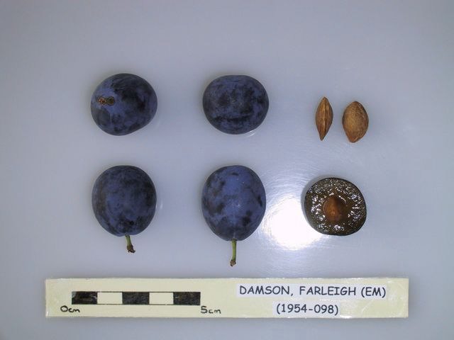 Farleigh Damson - Wikipedia, la enciclopedia libre