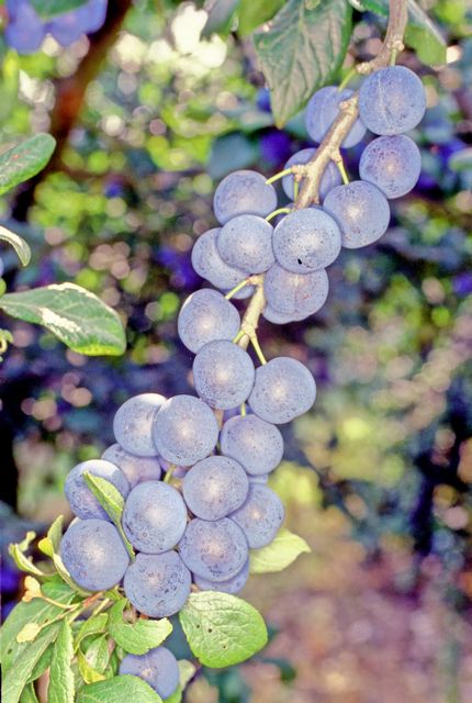 Black Bullace - Wikipedia, la enciclopedia libre