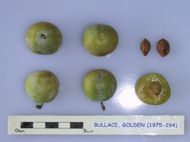 White Bullace - Wikipedia, la enciclopedia libre