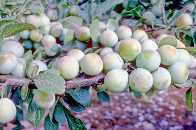 White Bullace - Wikipedia, la enciclopedia libre