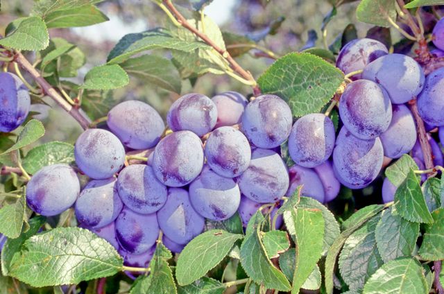 Shropshire Damson - Wikipedia, la enciclopedia libre
