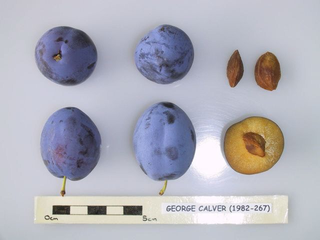 George Calver - Wikipedia, la enciclopedia libre