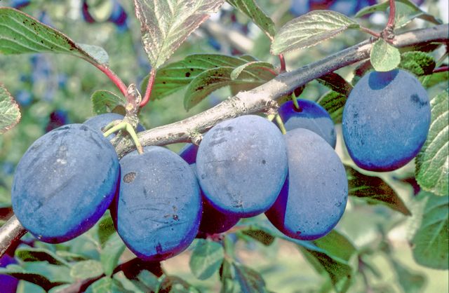 George Calver - Wikipedia, la enciclopedia libre